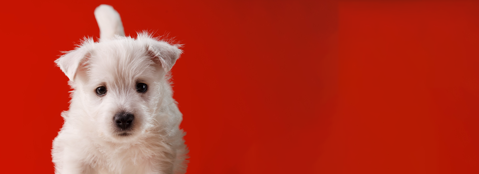 Mobile Veterinarian in Dallas, Allen, McKinney, Plano & Frisco | Shot Spot