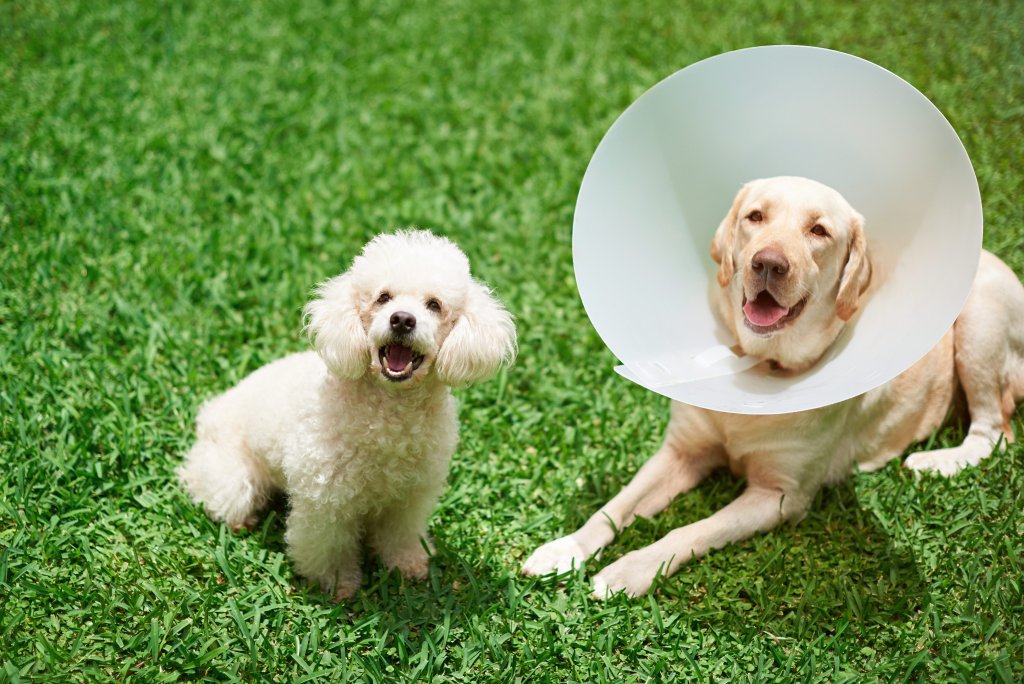 5 Tips For A Healthy Dog - Vaccinations - Spay/Neuter - The Shot Spot